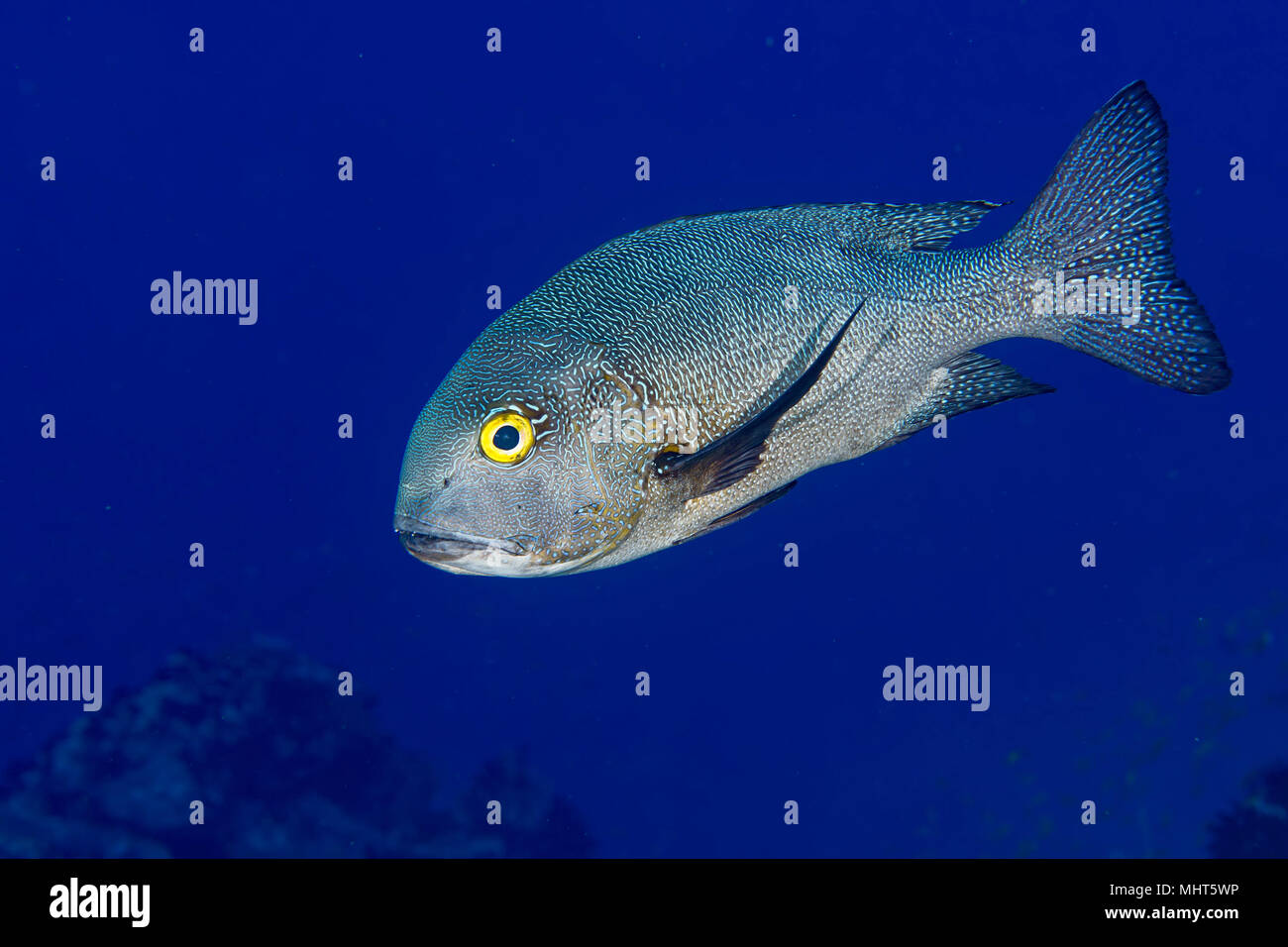 Giant trevally caranx fish on the blue ocean background Stock Photo - Alamy