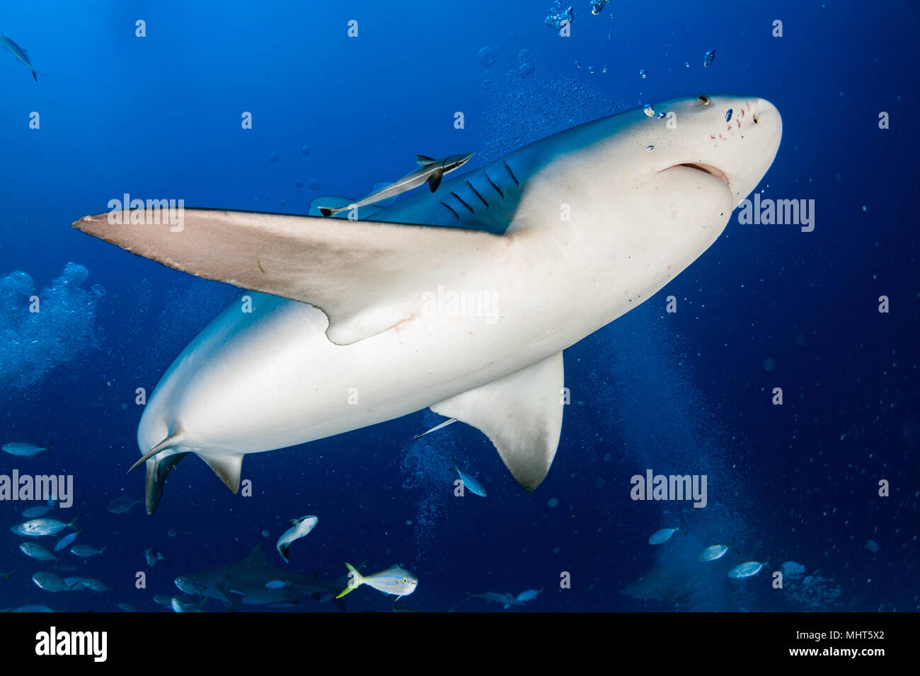 bull shark while feeding in mexico Stock Photo - Alamy