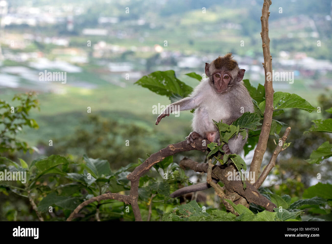Indonesia macaque monkey ape close up portrait looking at you in the ...