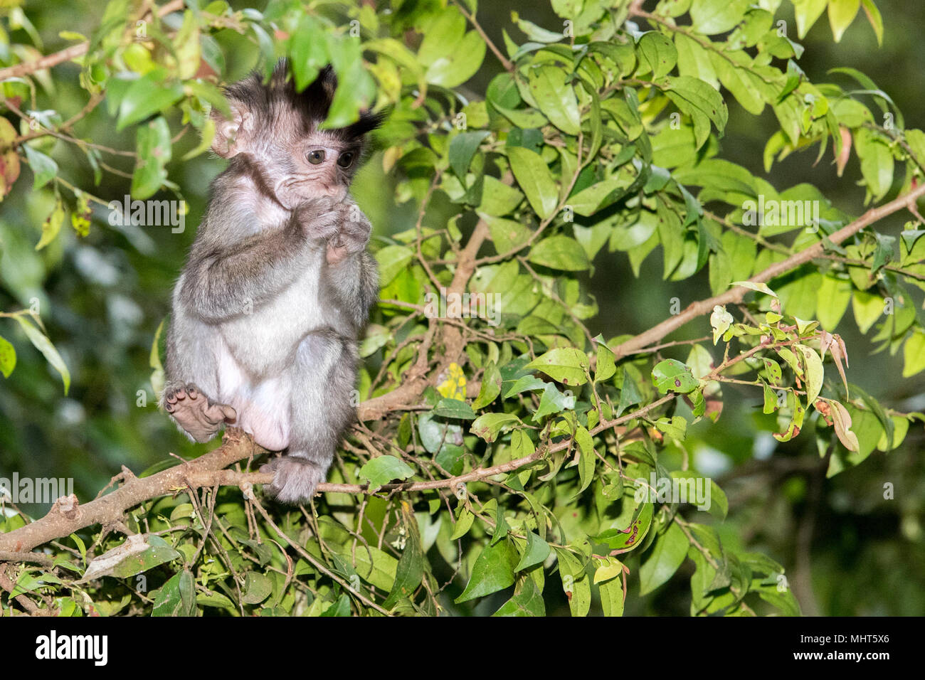 Indonesia macaque monkey ape close up portrait looking at you in the ...