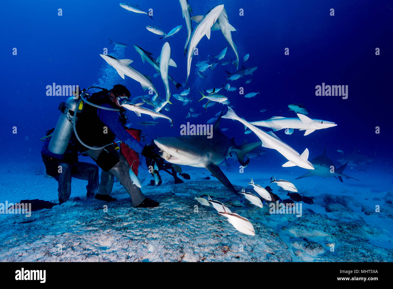 bull shark while feeding in mexico in blue ocean Stock Photo - Alamy