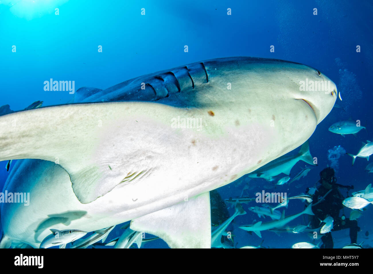 bull shark while feeding in mexico in blue ocean Stock Photo - Alamy