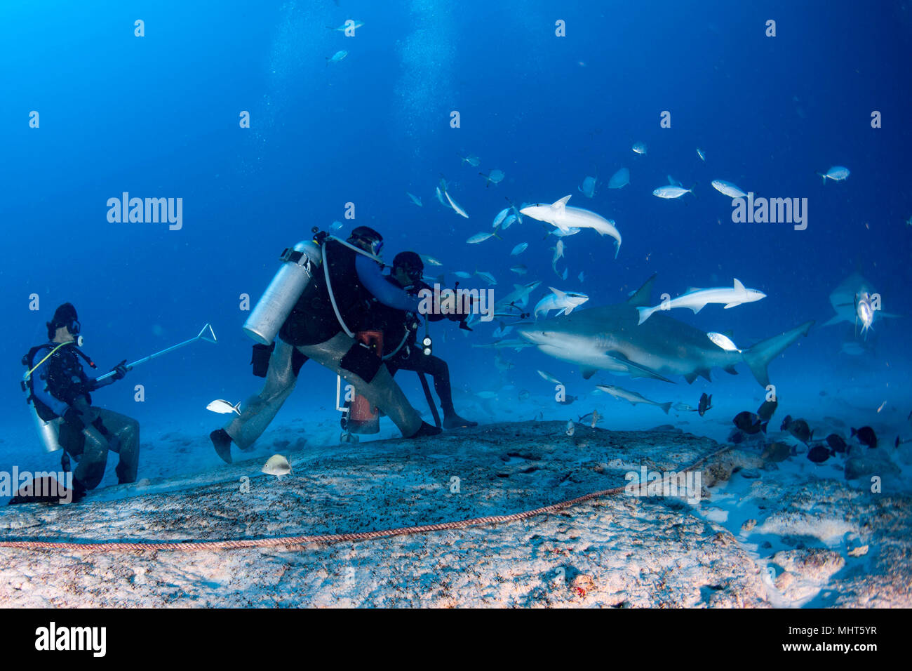 bull shark while feeding in mexico Stock Photo - Alamy