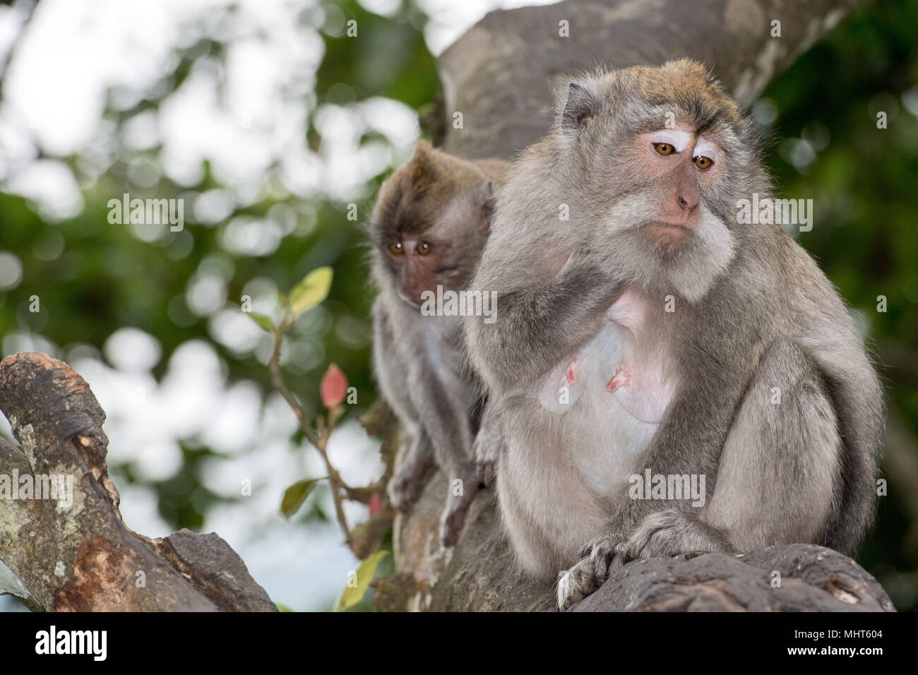 Indonesia macaque monkey ape close up portrait looking at you in the ...
