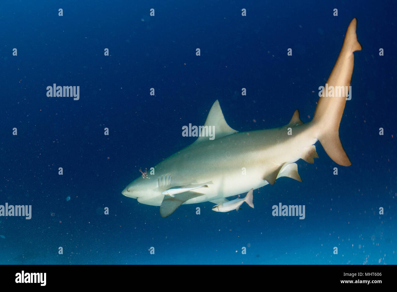 bull shark while feeding in mexico in blue ocean Stock Photo - Alamy