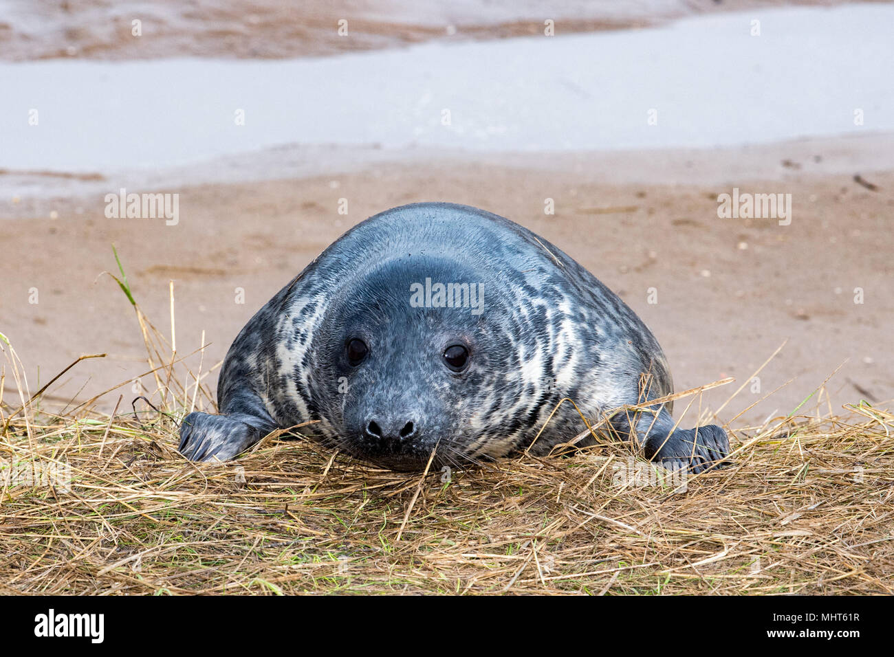 grey seal puppy while relaxing at Donna Nook Lincolnshire beach England ...