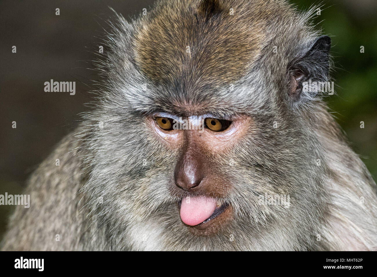 Indonesia macaque monkey ape close up portrait looking at you while ...