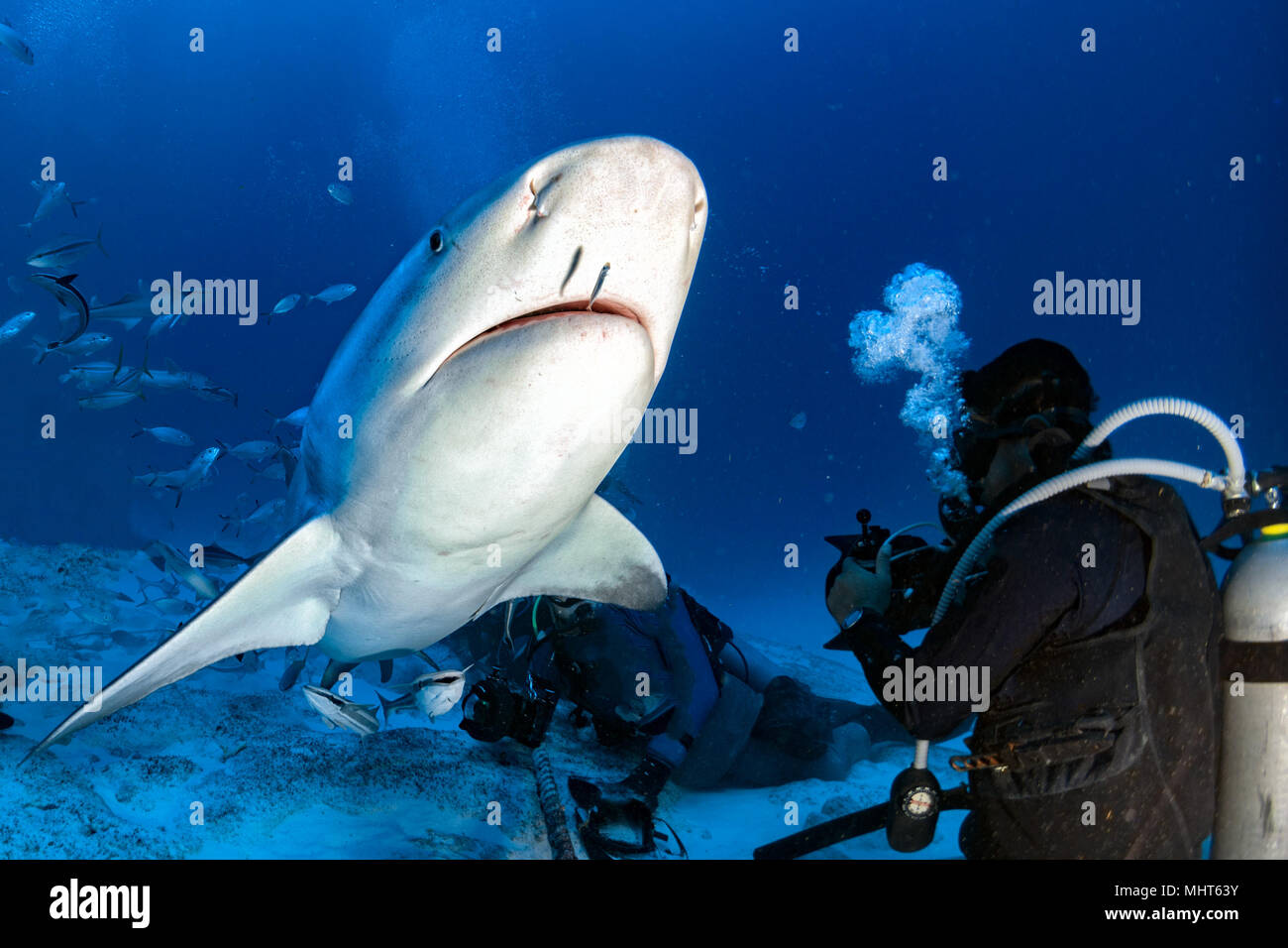 bull shark while feeding in mexico in blue ocean Stock Photo - Alamy