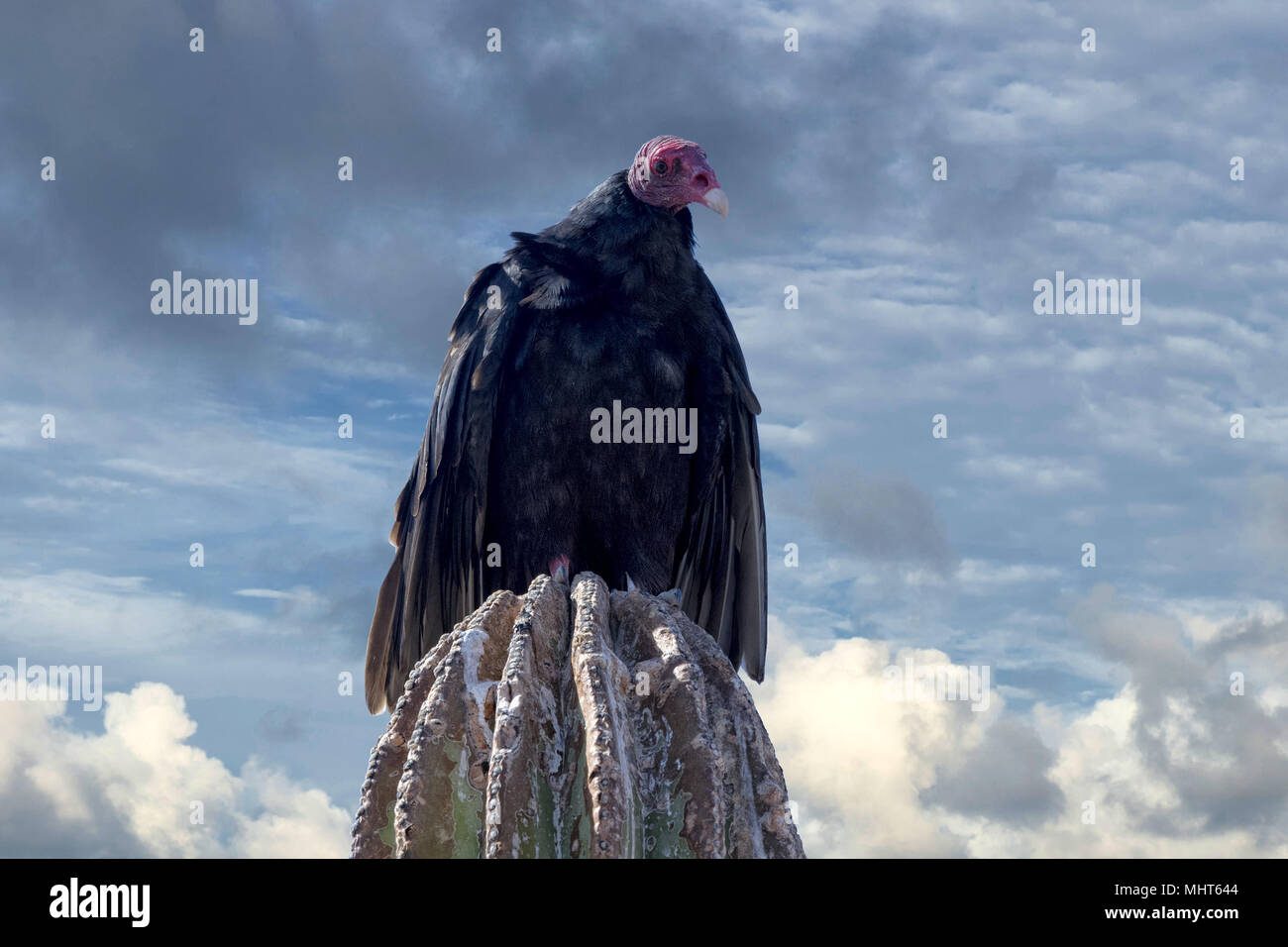 Zopilote aura hi-res stock photography and images - Alamy