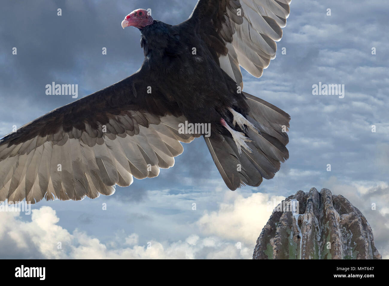 Zopilote vulture buzzard bird in Baja California portrait on cactus ...