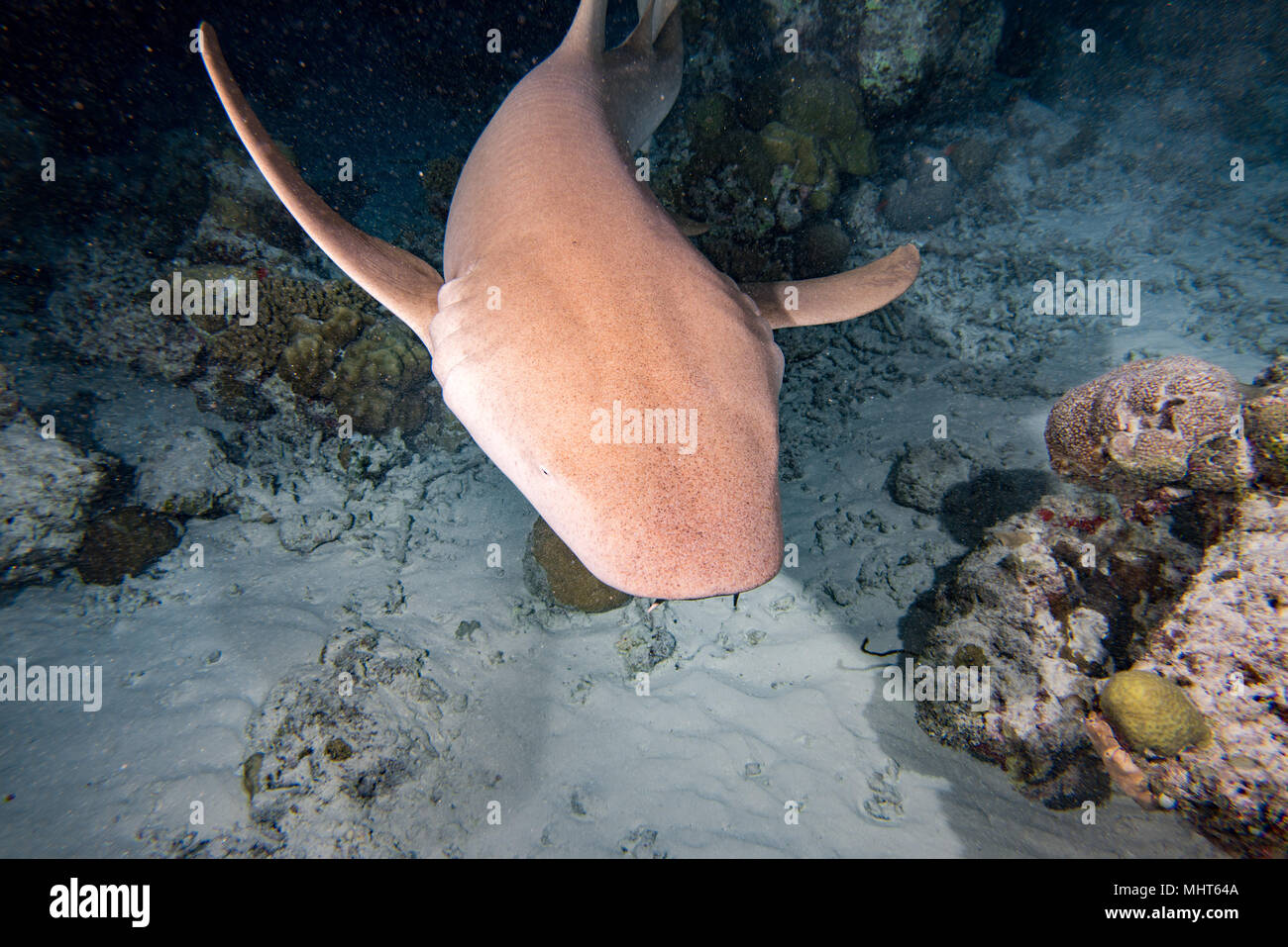 Nurse Shark and yellow pilot fish close up on black background while ...