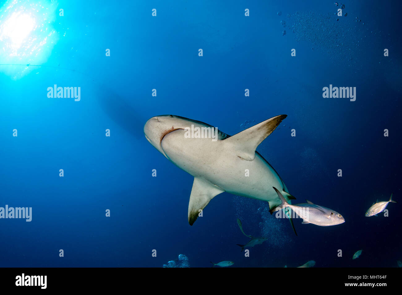 bull shark while feeding in mexico in blue ocean Stock Photo - Alamy