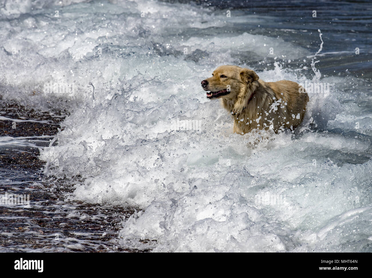 white wolf dog close up portrait in ocean waves background Stock Photo ...