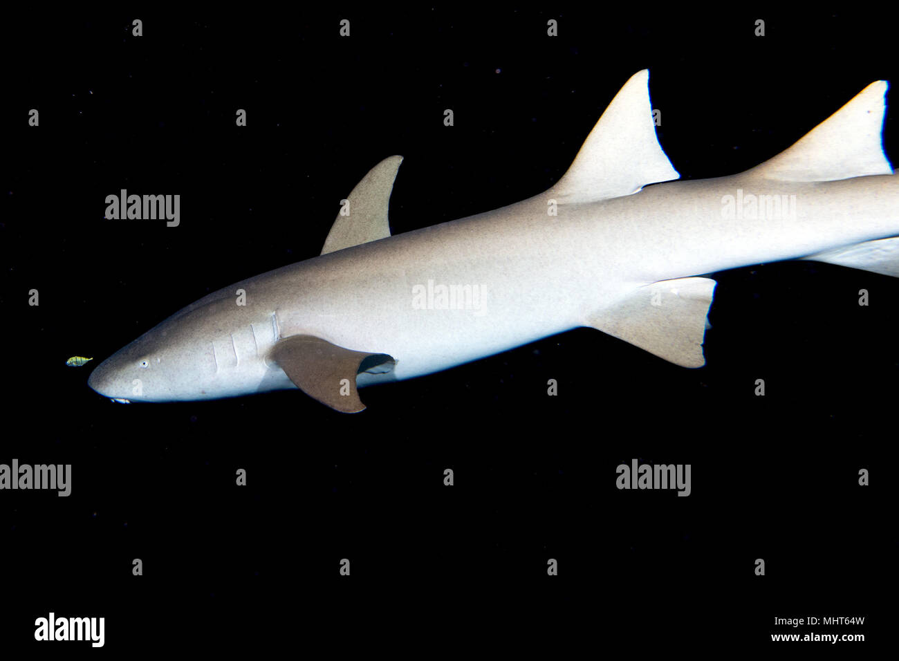 Nurse Shark and yellow pilot fish close up on black background while ...