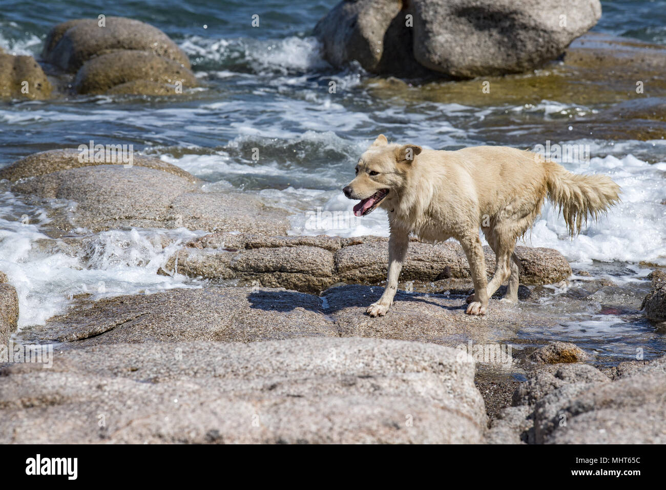 white wolf dog close up portrait on the beach Stock Photo - Alamy