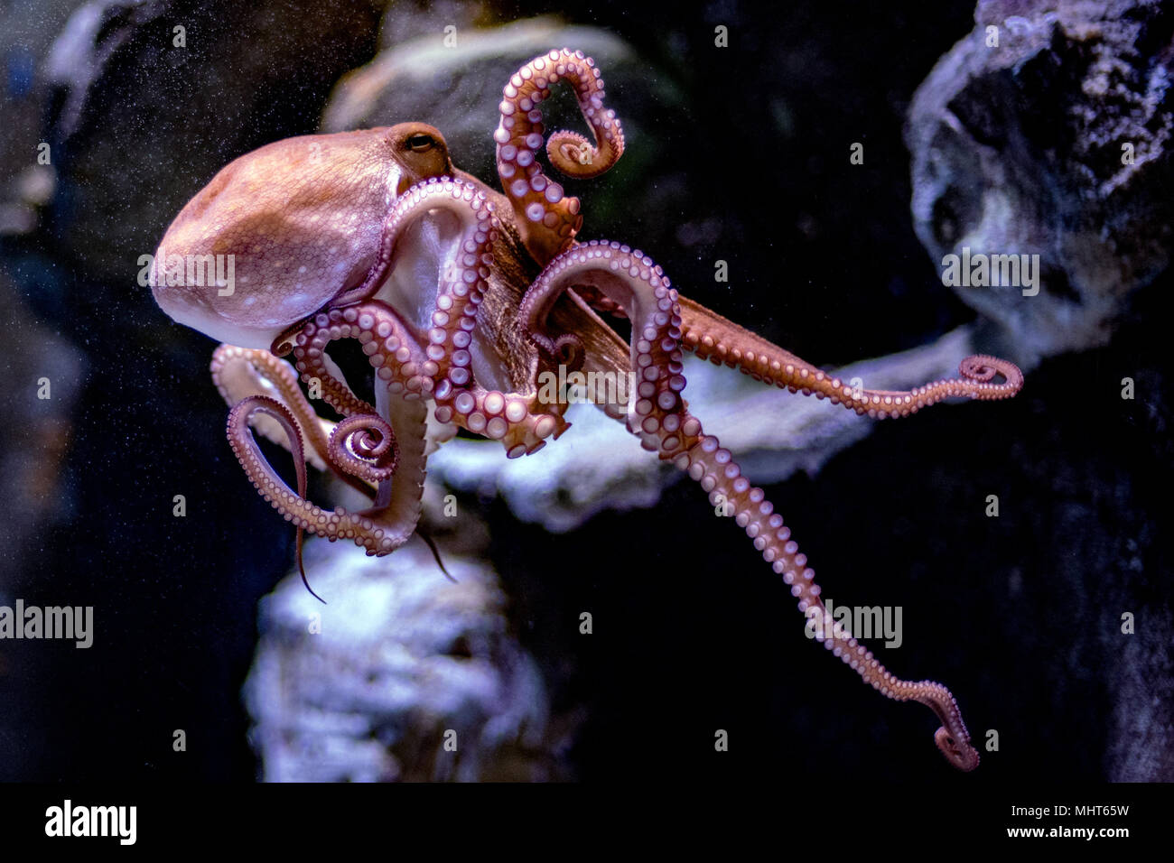 octopus underwater close up portrait detail hunting on the rocks Stock ...