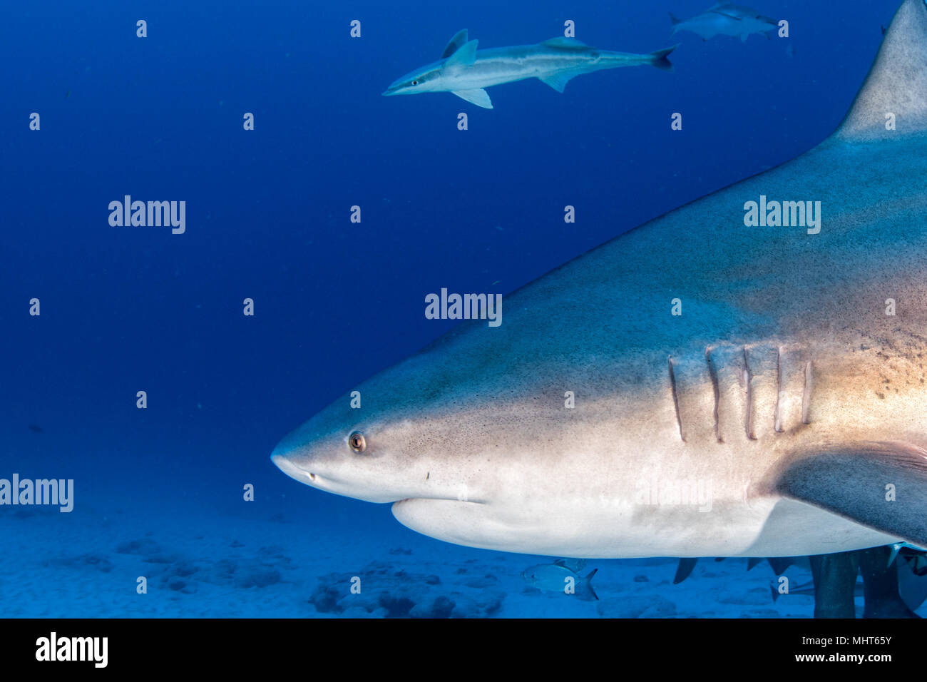 bull shark while feeding in mexico in blue ocean Stock Photo - Alamy