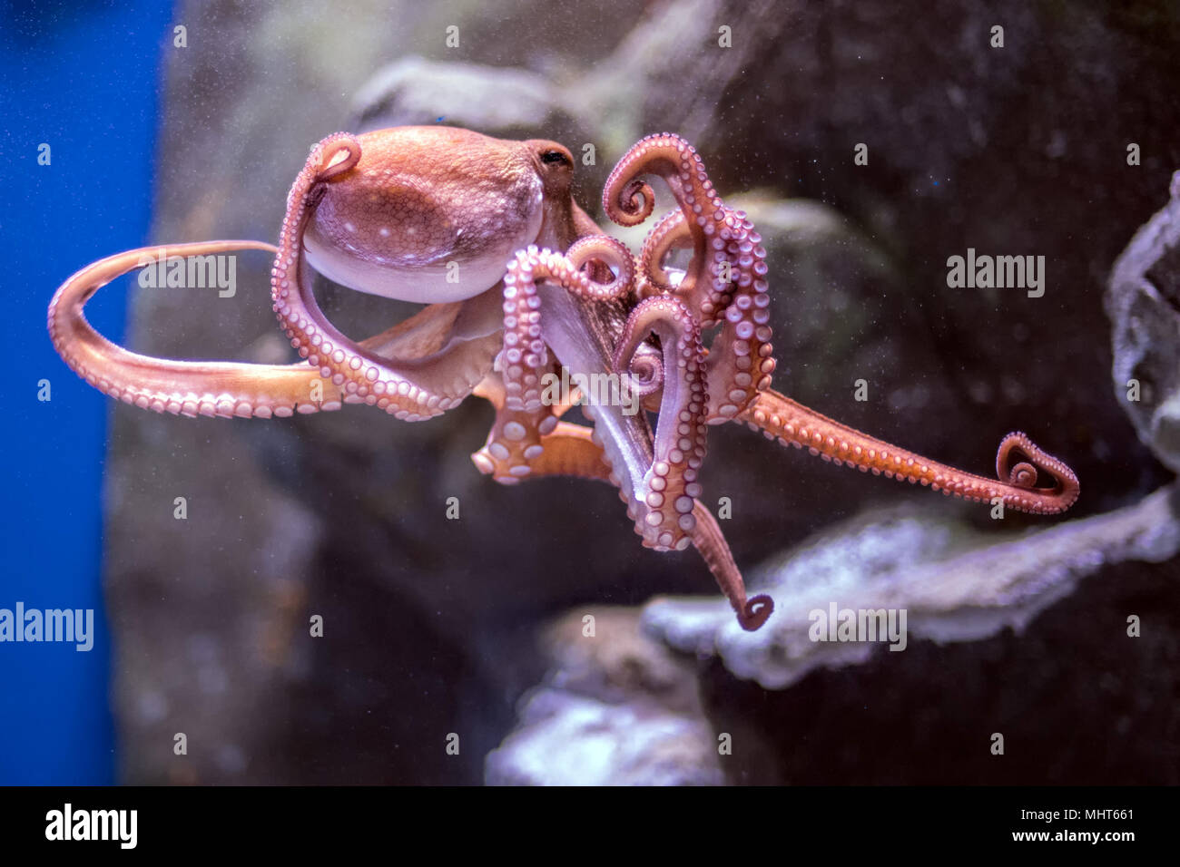 octopus underwater close up portrait detail Stock Photo - Alamy