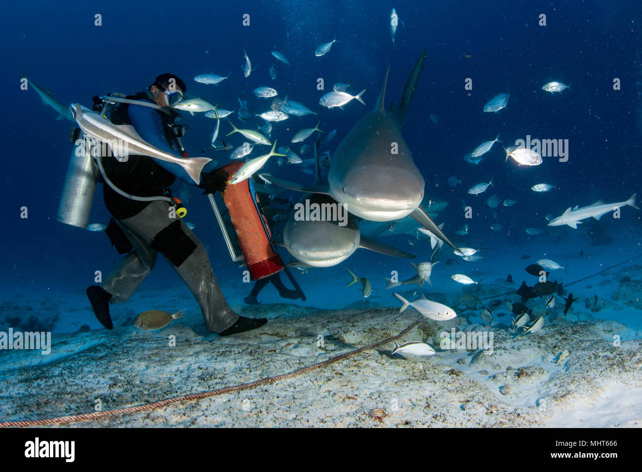 Bull sharks feeding hi-res stock photography and images - Alamy