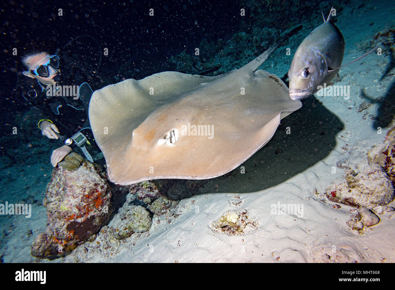 parsnip stingray fish on sand underwater Stock Photo - Alamy