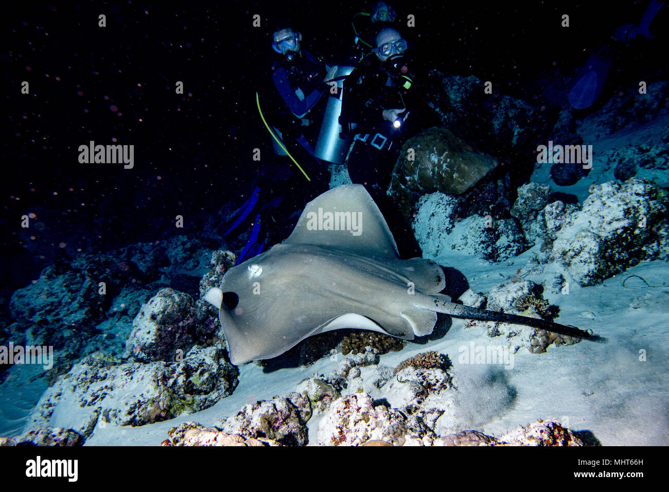 Nurse Shark and yellow pilot fish close up on black background while ...