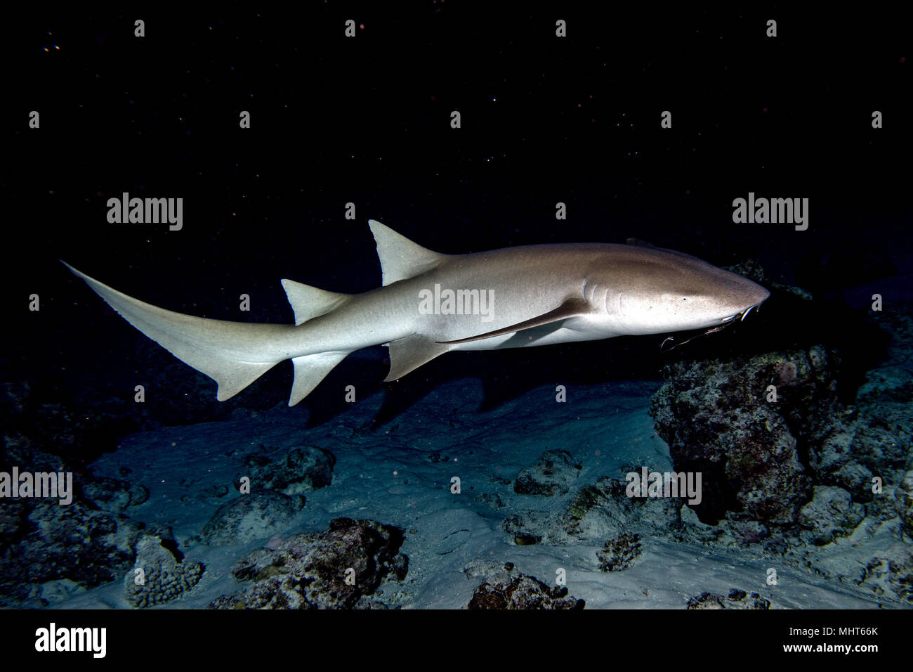 Nurse Shark and yellow pilot fish close up on black background while ...