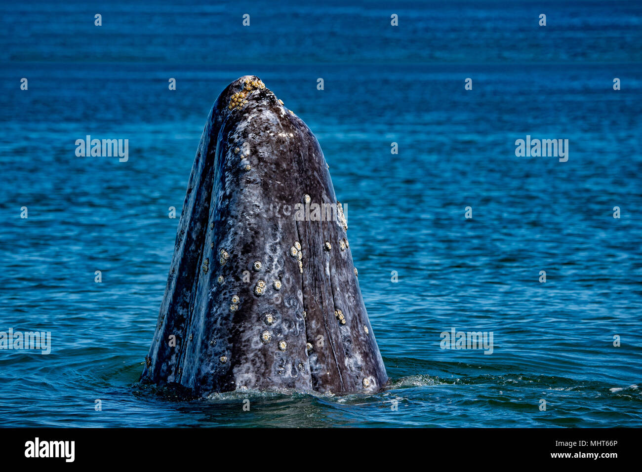 Humpback whale nose hi-res stock photography and images - Alamy