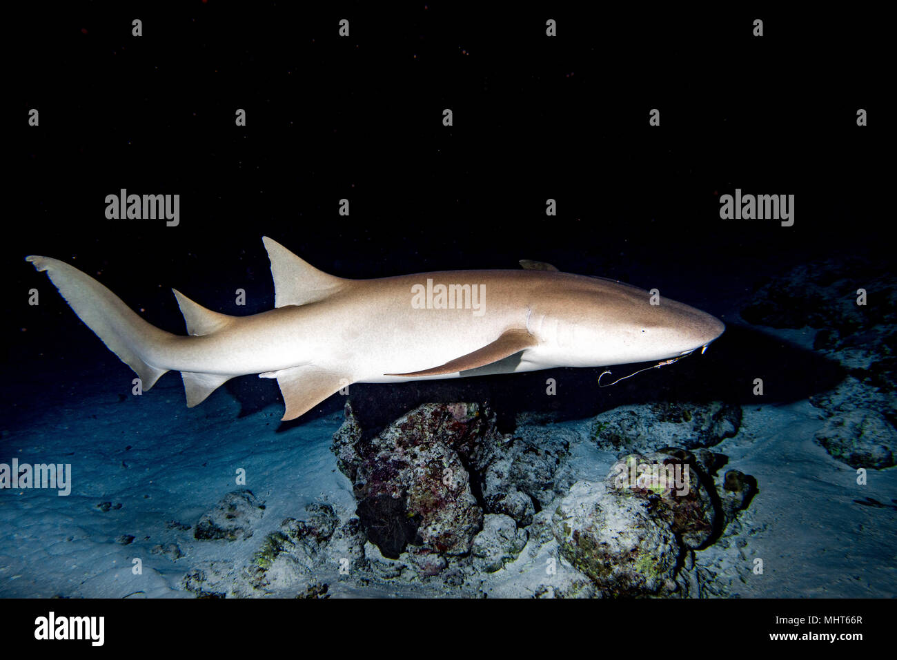 Nurse Shark and yellow pilot fish close up on black background while ...