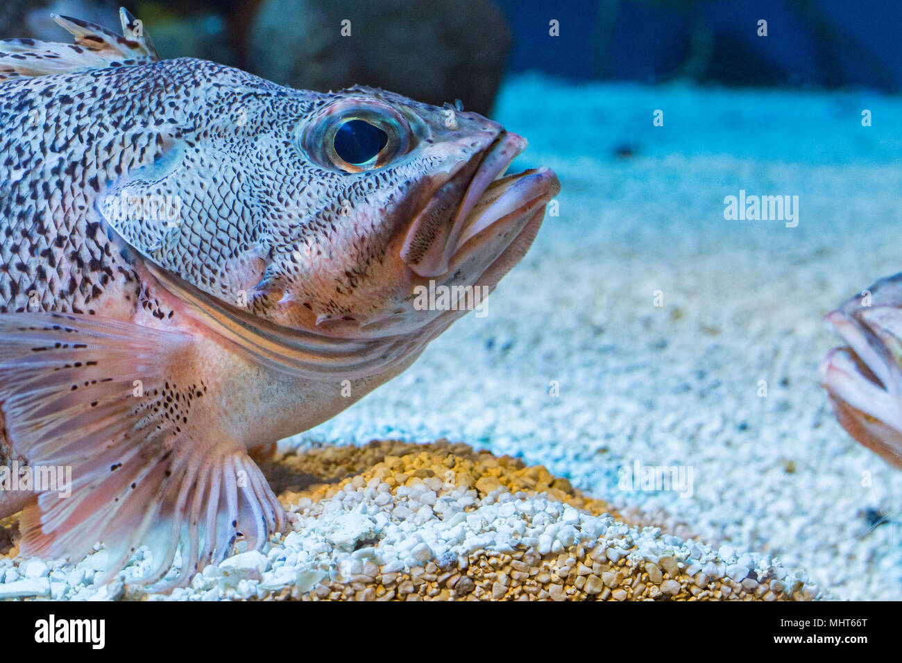 Blackbelly Rosefish underwater close up portrait while scuba diving ...