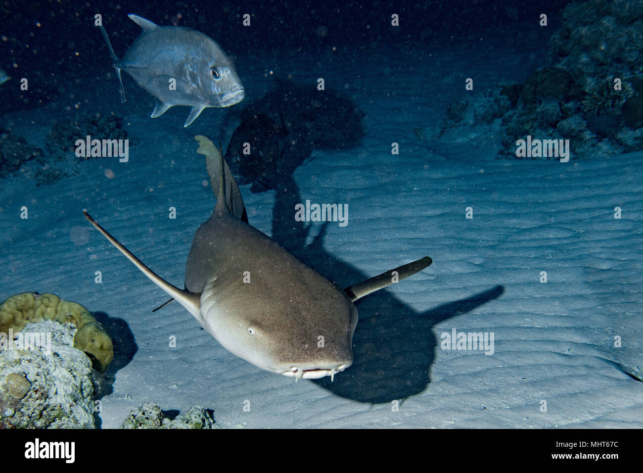 Nurse Shark and yellow pilot fish close up on black background while ...