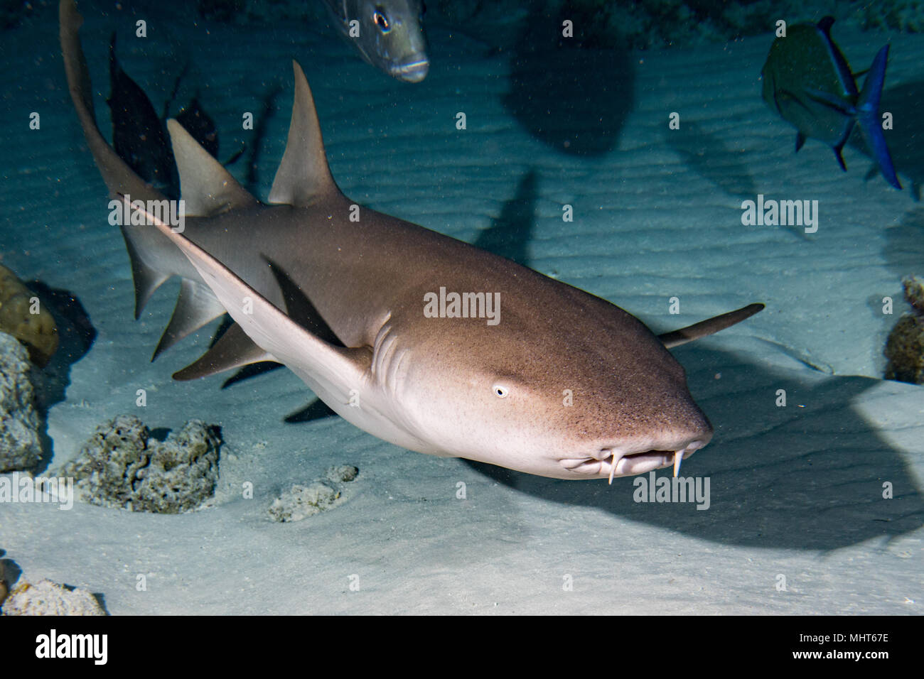 Nurse Shark and yellow pilot fish close up on black background while ...