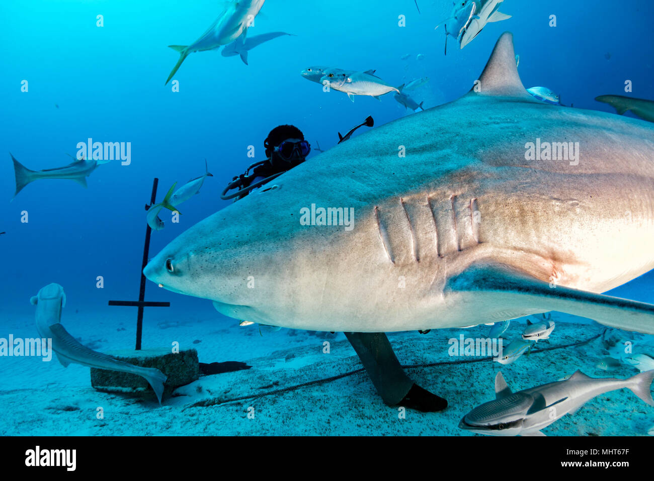 bull shark while feeding in mexico in blue ocean Stock Photo - Alamy
