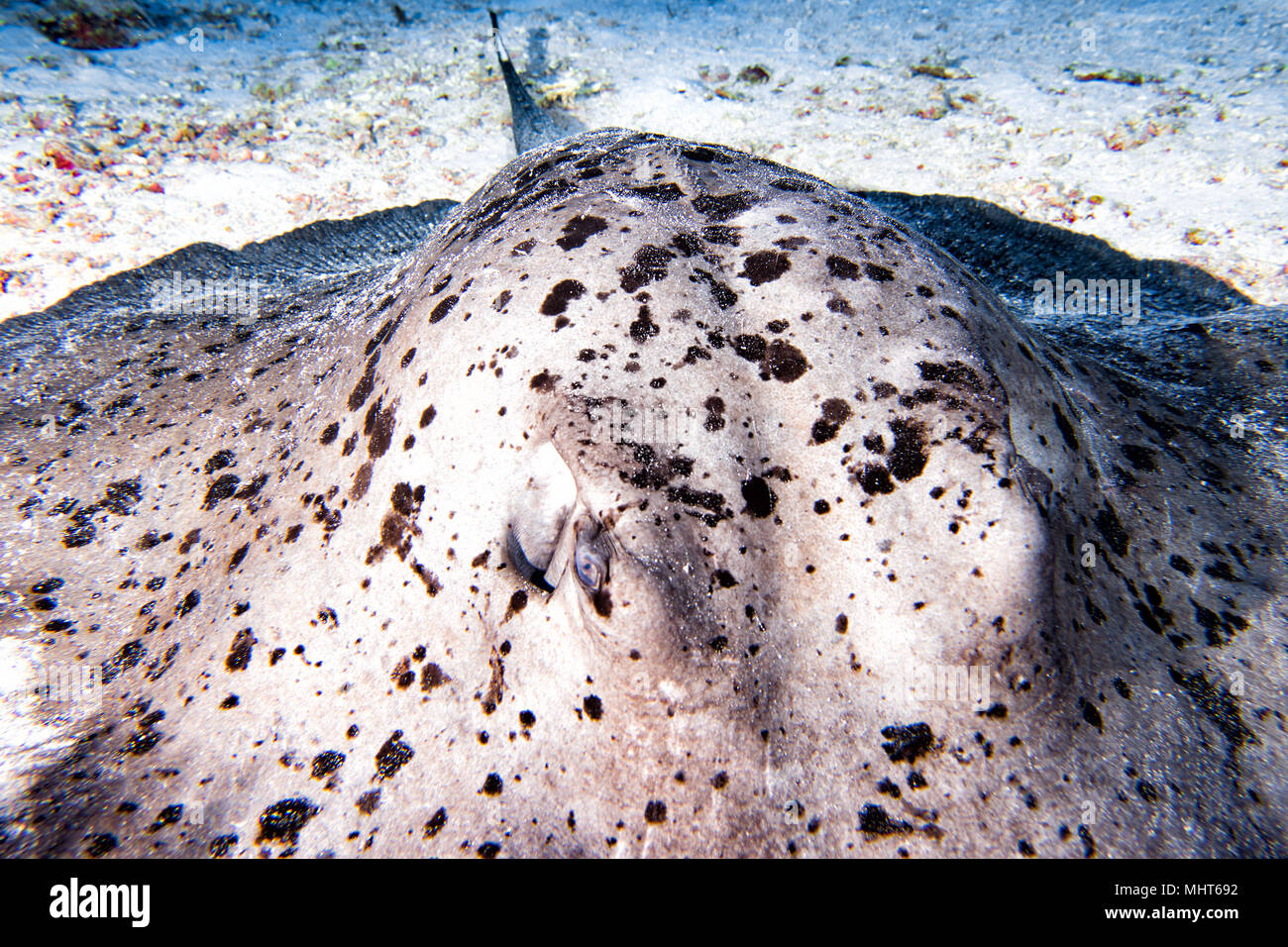 parsnip stingray fish on sand underwater while eating and digging sand ...
