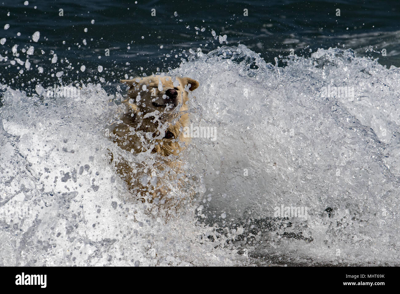 white wolf dog close up portrait in ocean waves background Stock Photo ...