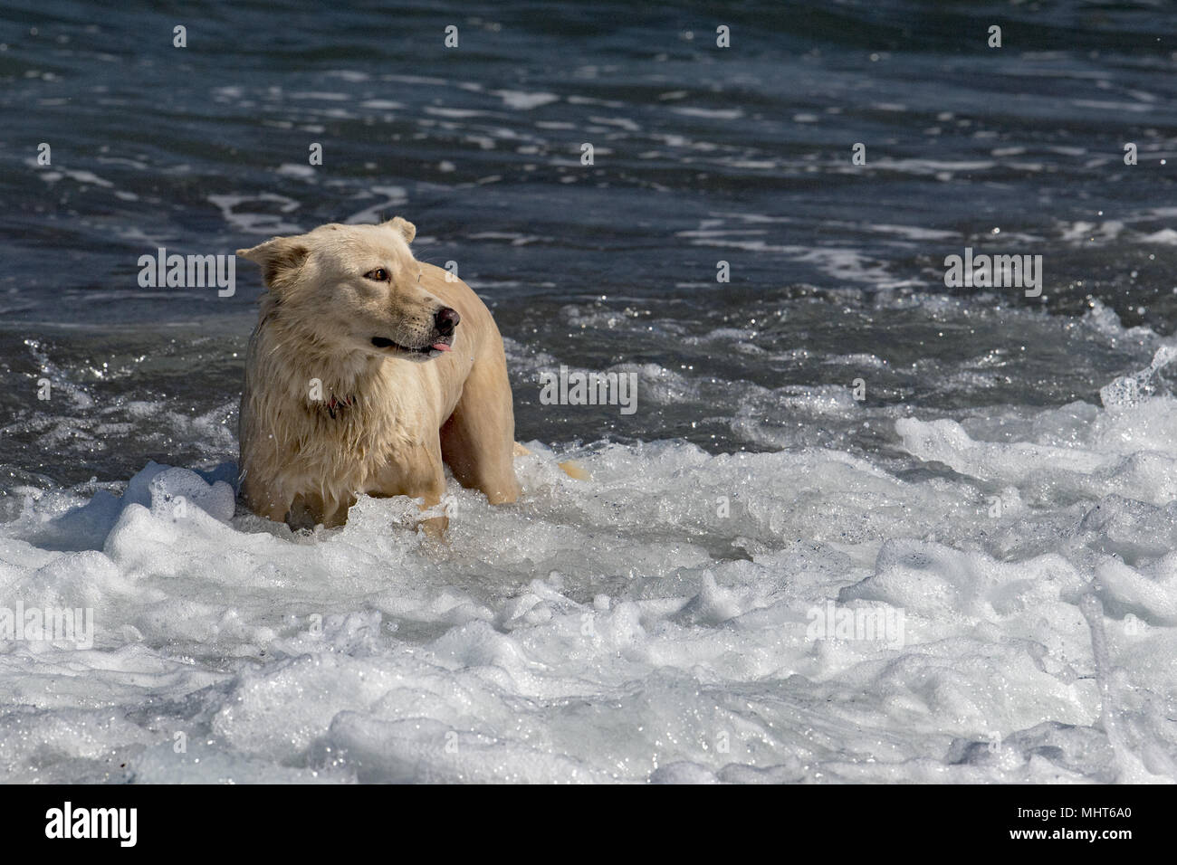 white wolf dog close up portrait in ocean waves background Stock Photo ...