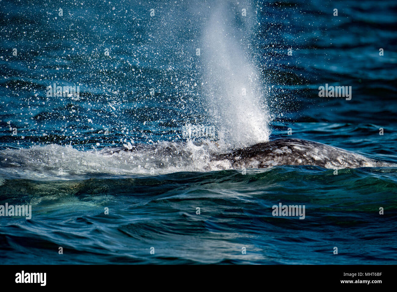 grey whale mother nose going up in the Pacific ocean Stock Photo - Alamy