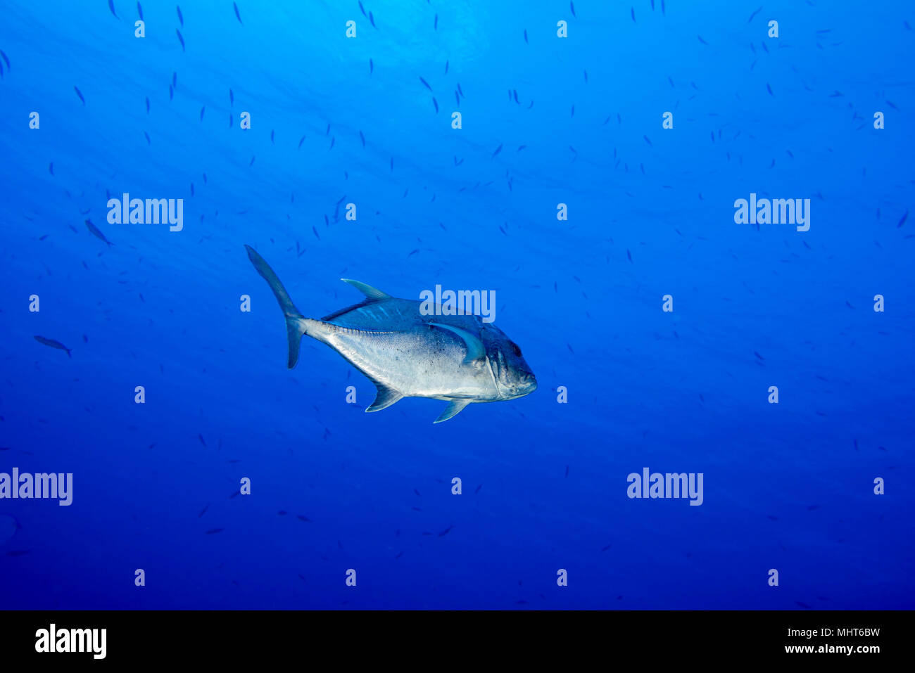Giant trevally caranx fish on the blue ocean background Stock Photo - Alamy