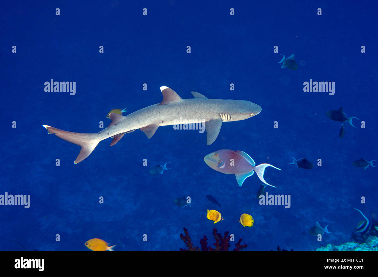 white tip reef shark jaws close up portrait while looking at you while ...