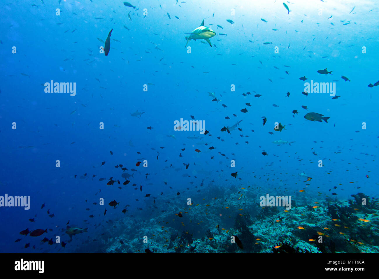 White grey shark jaws close up portrait while looking at you while ...
