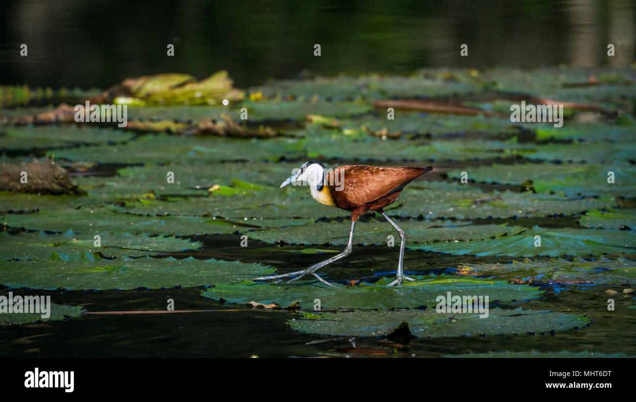 African jacana in Kruger national park, South Africa ;Specie ...