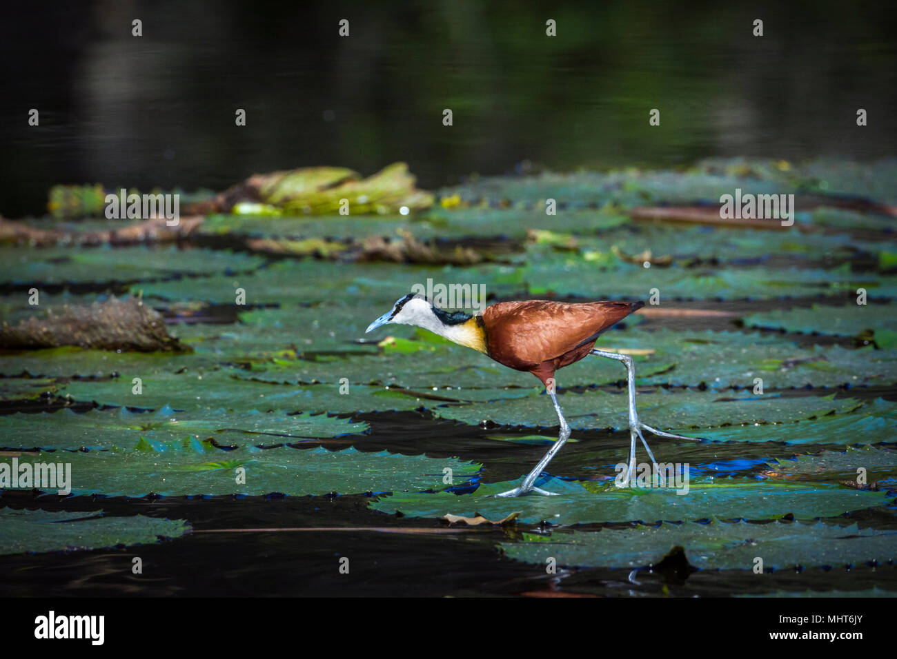African jacana in Kruger national park, South Africa ;Specie ...