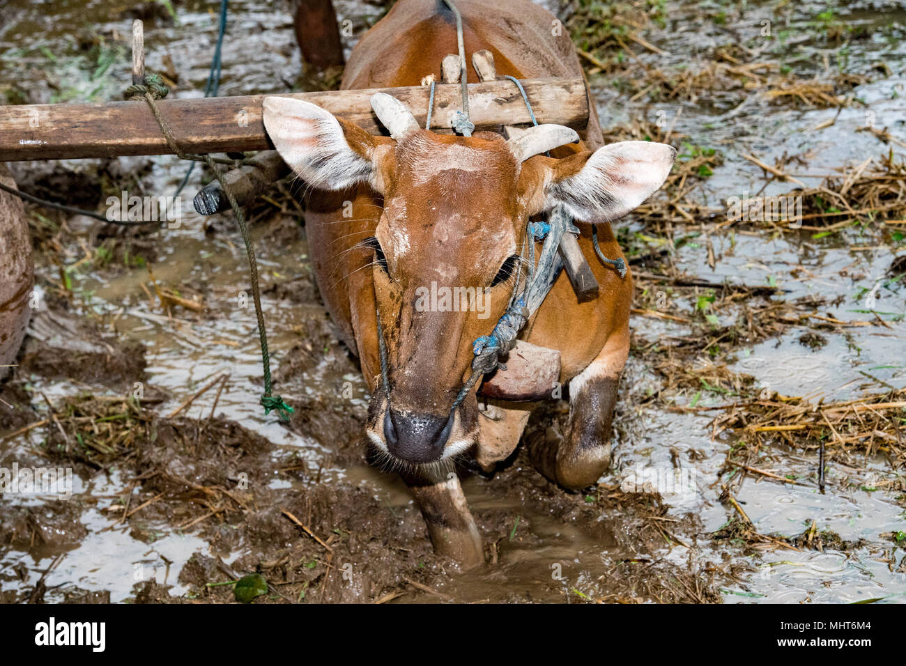 Hand plowing hi-res stock photography and images - Alamy