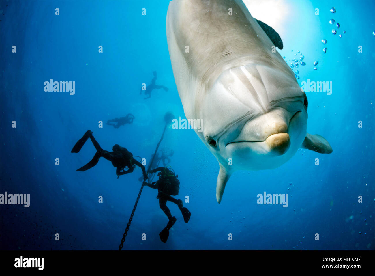 photobomb of dolphin portrait detail of eye while looking at you from ...