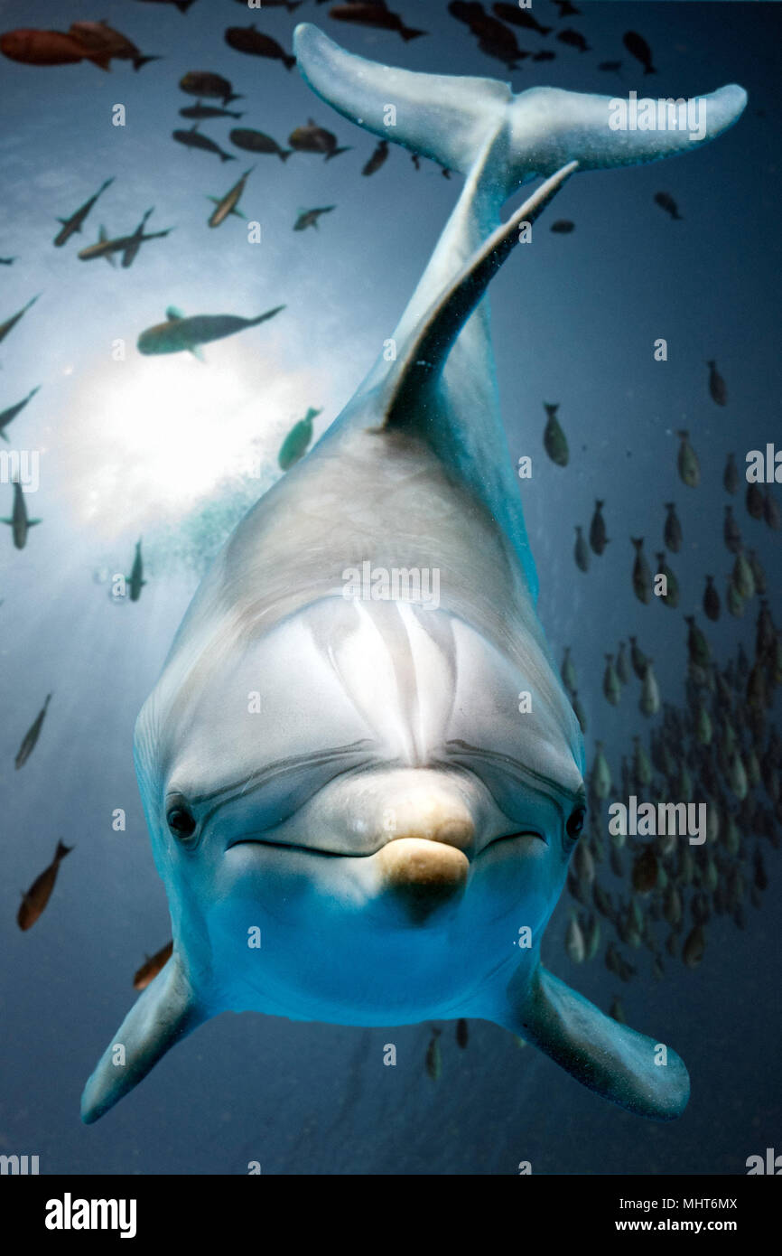 dolphin portrait detail of eye while looking at you from ocean inside a ...