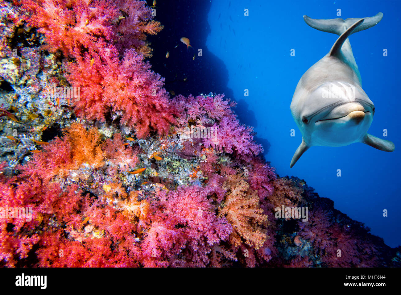 dolphin underwater on reef background looking at you Stock Photo - Alamy