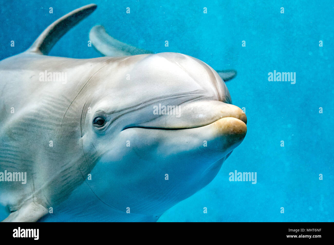 Bottlenose Dolphin Eyes