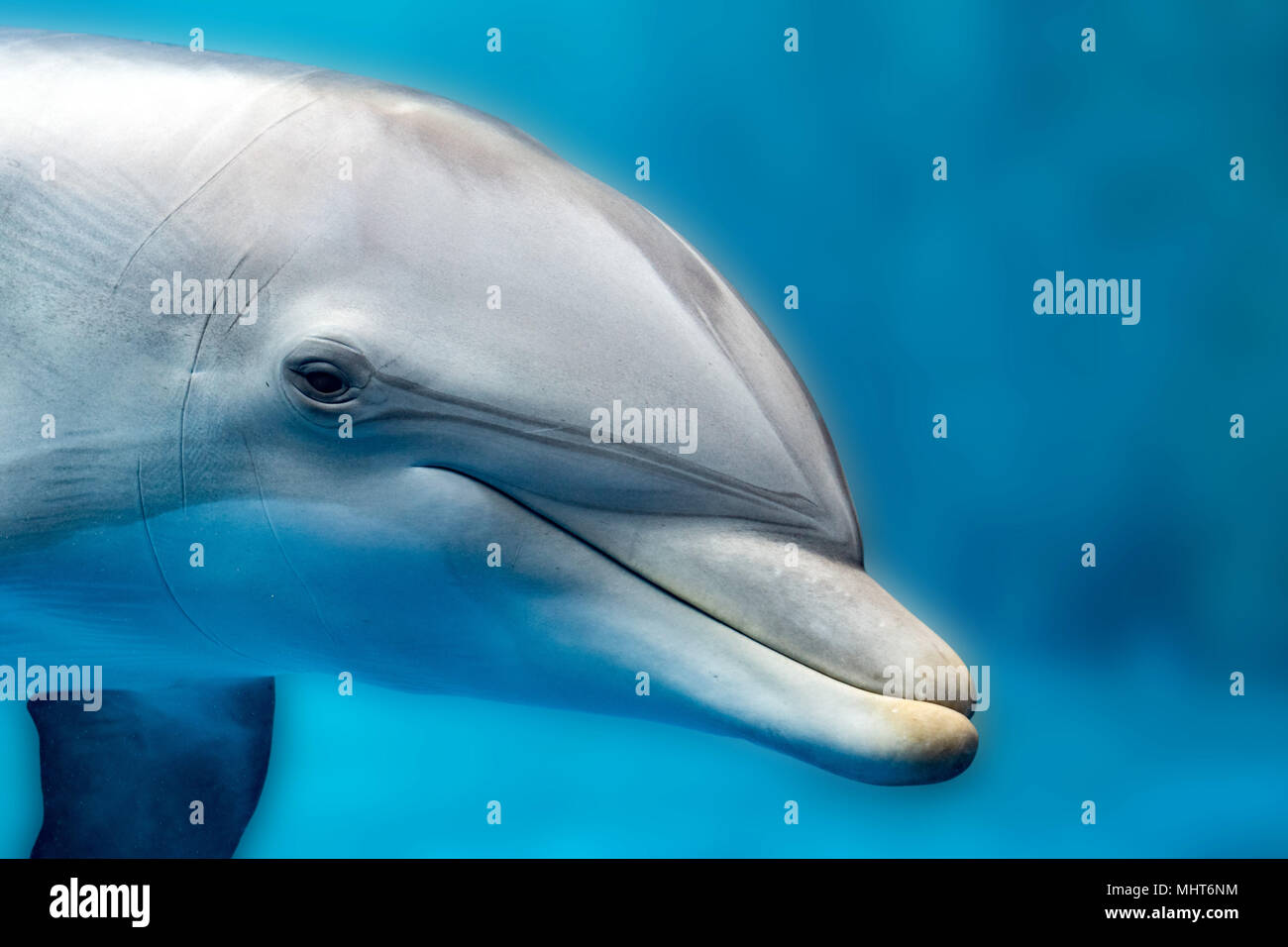 Dolphin eye hi-res stock photography and images - Alamy