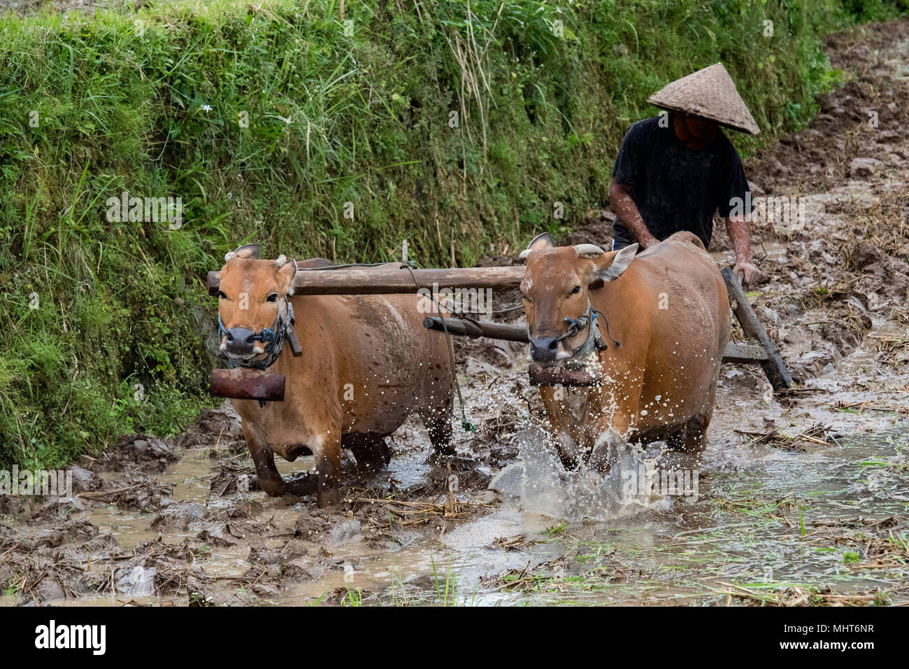 man while hand plowing rice field in bali with cow plough detail Stock ...
