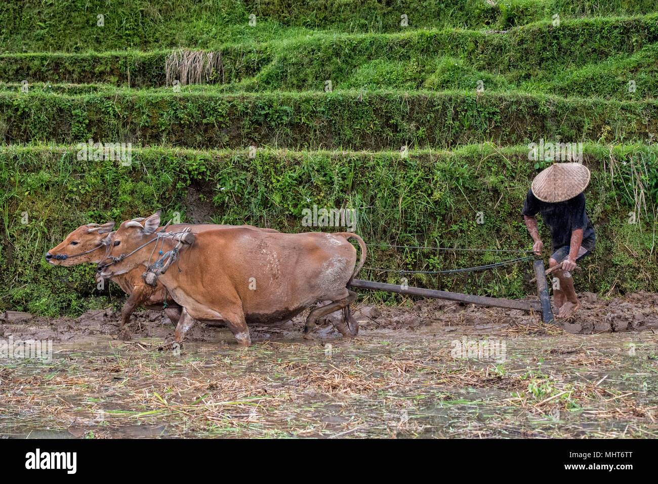 man while hand plowing rice field in bali with cow plough detail Stock ...