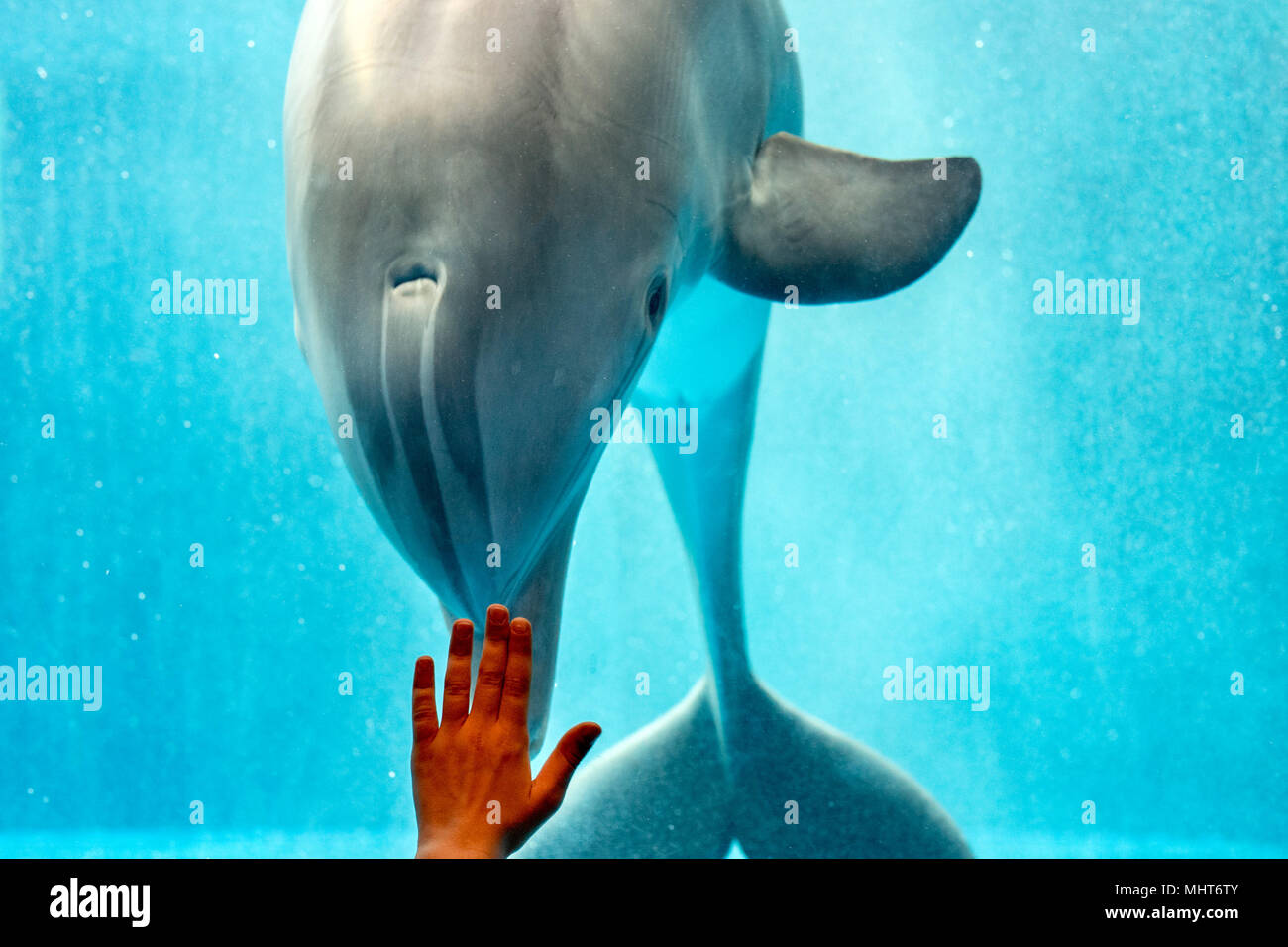 dolphin underwater in aquarium looking at you touching human hand Stock ...